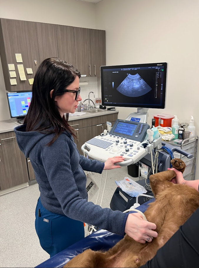 RVetLink | Green Acres Veterinary Center